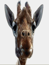 Girafe GIFs - Get the best gif on GIFER