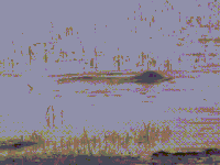 Hyena GIFs - Get the best gif on GIFER