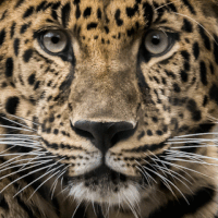Leopard GIFs - Get the best gif on GIFER