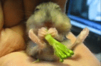 Broccoli GIFs - Get the best gif on GIFER