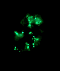 Microscopy GIFs - Get the best gif on GIFER