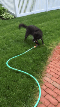 Sprinkler GIFs - Get the best gif on GIFER