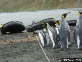 Lachanfall GIF - Conseguir o melhor gif em GIFER