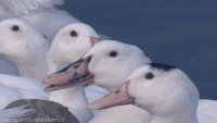 Quack GIFs - Get the best gif on GIFER
