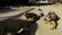 Lizard GIFs - Get the best gif on GIFER