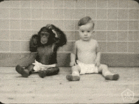 Chimpanzee GIFs - Get the best gif on GIFER