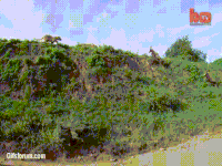 Antelope GIFs - Get the best gif on GIFER