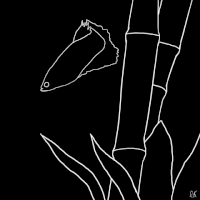 Betta GIFs - Get the best gif on GIFER