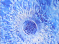 Sperm GIFs - Get the best gif on GIFER