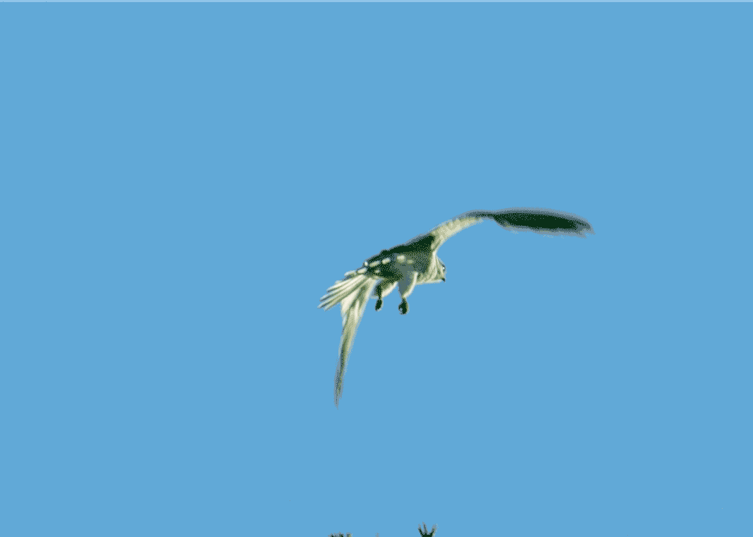 Hawk picture GIF - Conseguir o melhor gif em GIFER