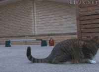 Rubber band GIFs - Get the best gif on GIFER