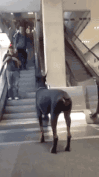 Doberman GIFs - Get the best gif on GIFER