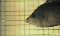 Bloop GIFs - Get the best gif on GIFER