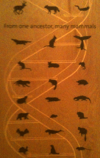 Mammal GIFs - Get the best gif on GIFER