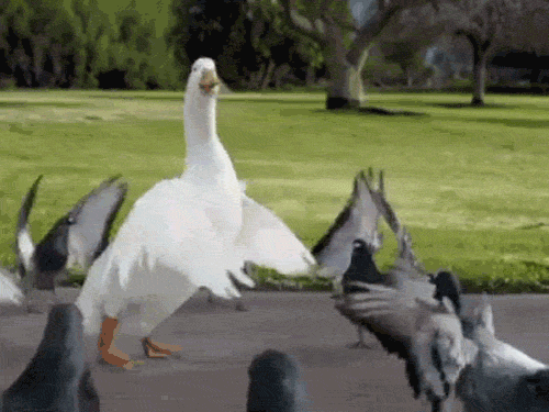 Duck shuffle GIF - Conseguir o melhor gif em GIFER
