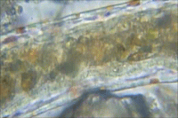 Microorganism GIFs - Get the best gif on GIFER