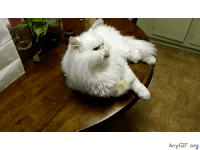 Persian cat GIFs - Get the best gif on GIFER