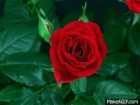 Rosa GIF - Conseguir el mejor gif en GIFER