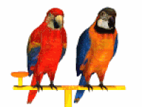 Parrot GIFs - Get the best gif on GIFER