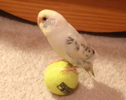 Smuggler GIFs - Get the best gif on GIFER