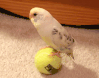 Budgie GIFs - Get the best gif on GIFER