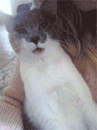 Cat yawn GIFs - Get the best gif on GIFER