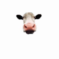 Vache GIFs - Get the best gif on GIFER