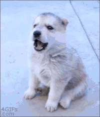 Husky GIFs - Get the best gif on GIFER