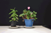 Grown GIFs - Get the best gif on GIFER