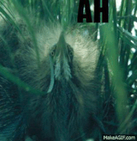 Beak GIFs - Get the best gif on GIFER