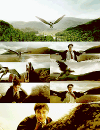 Buckbeak GIFs - Get the best gif on GIFER