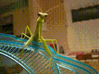 Mantis GIFs - Get the best gif on GIFER