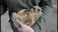 Meerkat GIFs - Get the best gif on GIFER