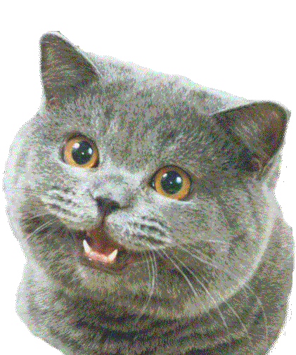 Talking animals GIF - Conseguir o melhor gif em GIFER