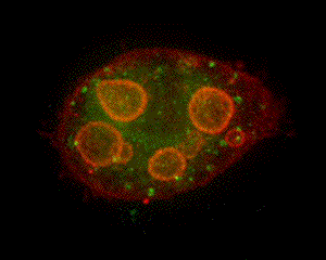 Cells GIF - Conseguir el mejor gif en GIFER