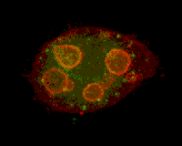 Human cell GIFs - Get the best gif on GIFER