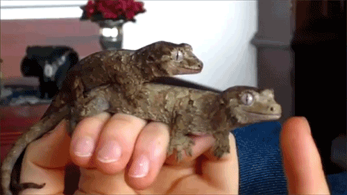 Lizard tongue GIF - Conseguir o melhor gif em GIFER