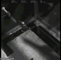 Feeding birds GIFs - Get the best gif on GIFER