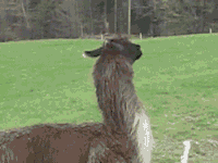 Ffc GIFs - Get the best gif on GIFER