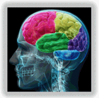 Brain GIFs - Get the best gif on GIFER