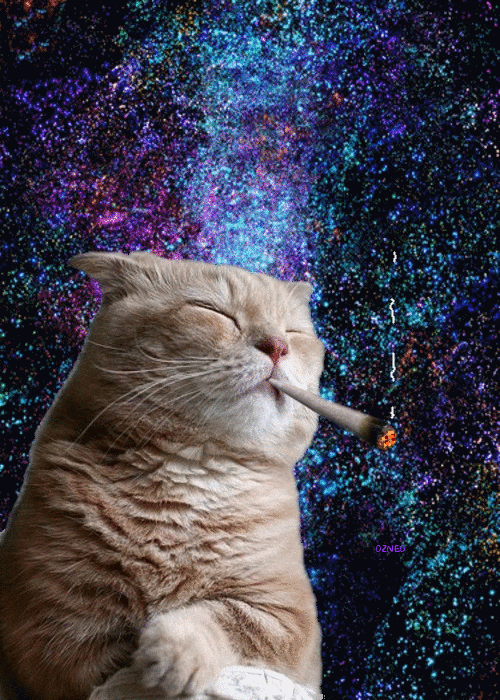 Stoned Cat
