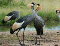 Tanzania GIFs - Get the best gif on GIFER