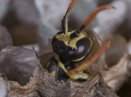 Wasp GIFs - Get the best gif on GIFER