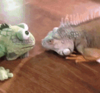 Iguanas GIFs - Get the best gif on GIFER