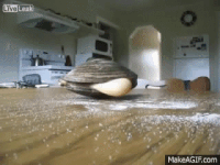 Clam GIFs - Get the best gif on GIFER
