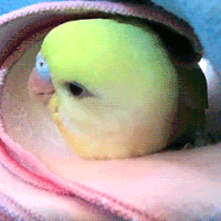 Budgie GIFs - Get the best gif on GIFER