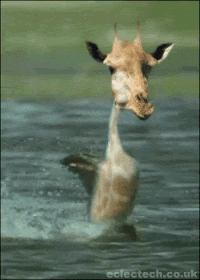 Girafe GIFs - Get the best gif on GIFER