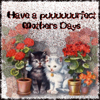 Purrfect GIFs - Get the best gif on GIFER