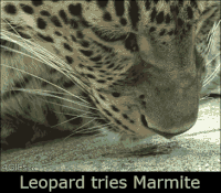 Leopard GIFs - Get the best gif on GIFER