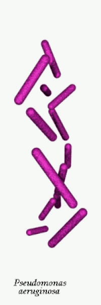 Bacteria GIFs - Get the best gif on GIFER